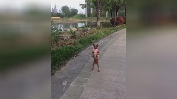 小狗狗这样行走,路边的大爷好奇不已