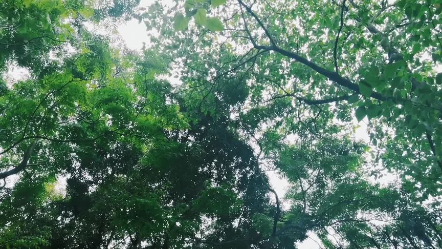 对着在风中摇曳的树枝也可以静静的发一小时呆