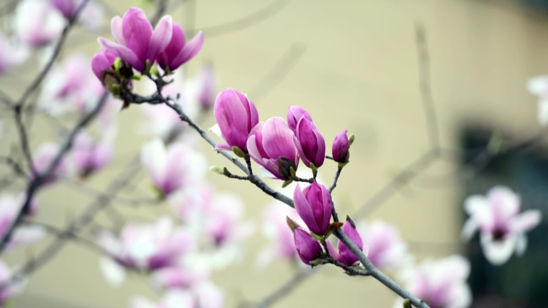 合肥:大疆手机DJiOM4云台拍摄紫玉兰花