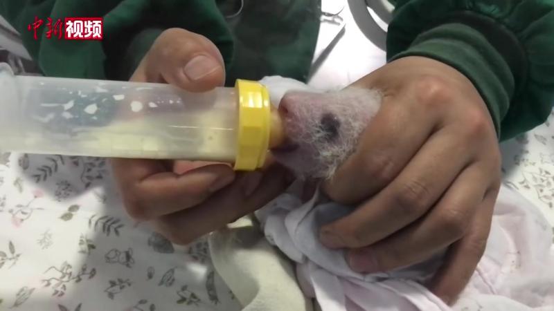 【萌化!熊猫莽仔产下双胞胎幼仔】重庆动物园消息,6月10日凌晨,大...