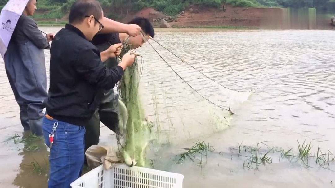 又是一场大雨,农村小伙们冒雨在水库里搞鱼,看到收获淋雨也值了