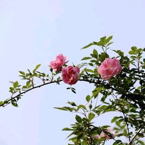 湛蓝6I4q 