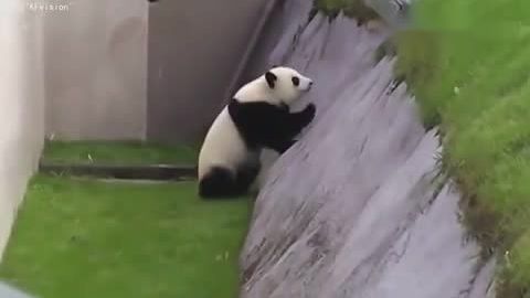 日本动物园超级不听话的大熊猫:我要回中国,这没竹子吃,哈哈