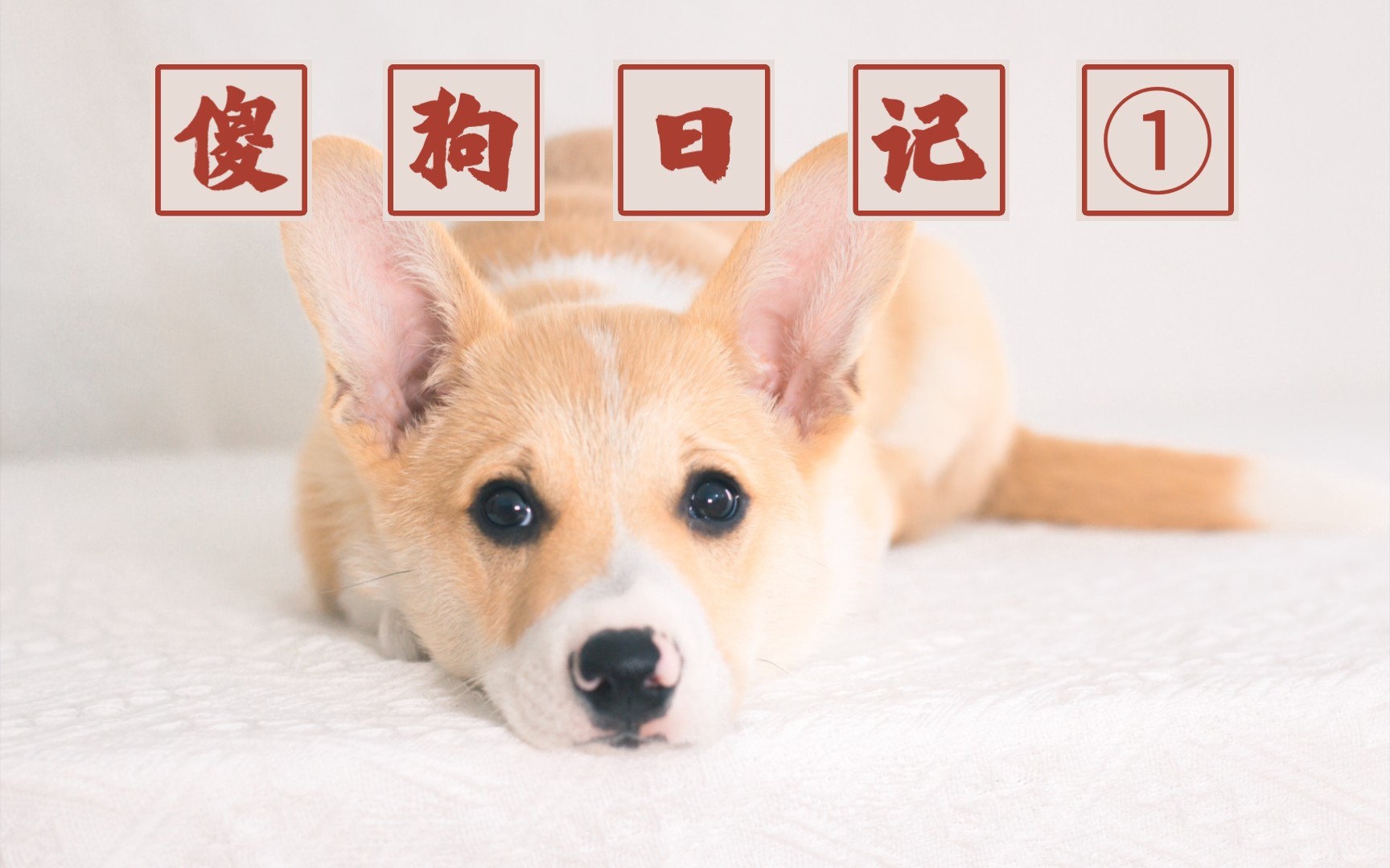 【傻狗日记1】第一次使用定时投喂器