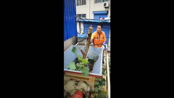 实拍环卫工是如何处理园林垃圾