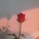 爱吃面包的卡卡拉 