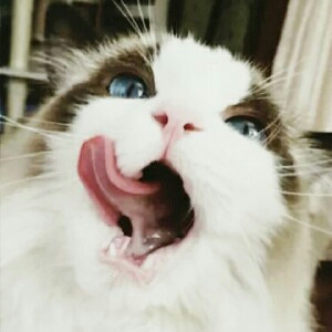 呀逗很傲娇 