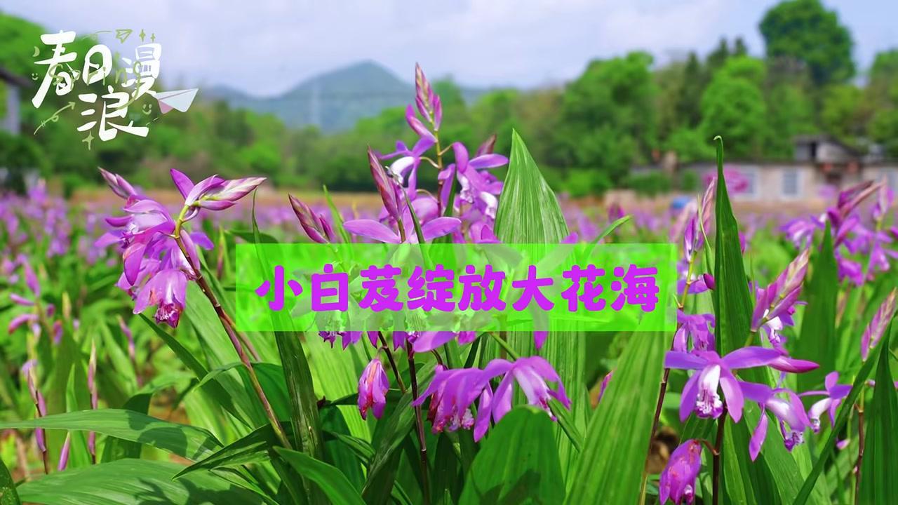 小白芨绽放大花海,中药材种富千万家。暮春四月,崇附县石城镇方山村...