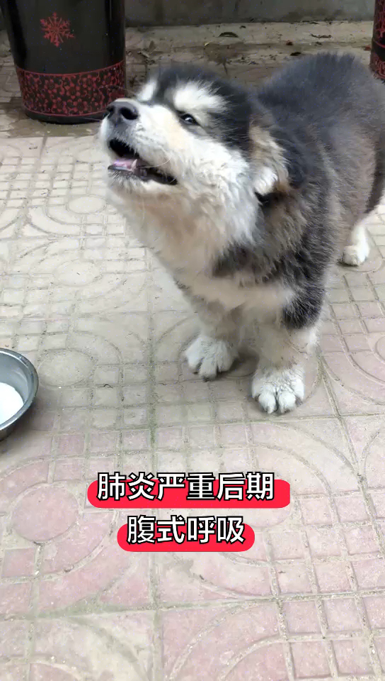 肺炎严重真的会致命,请认真对待你的狗