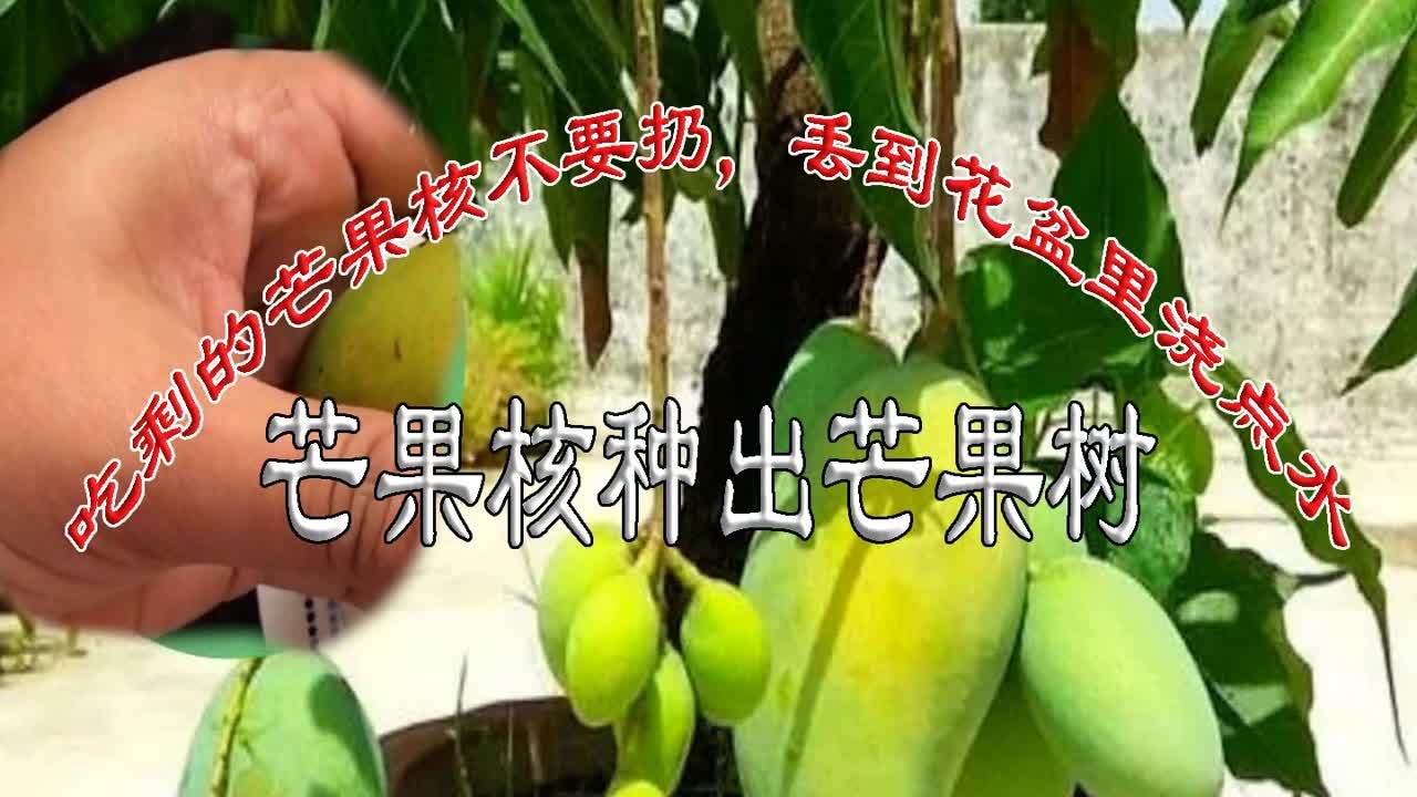 吃剩的芒果核不要扔,丢到花盆里浇点水,以后再也不用买芒果吃了