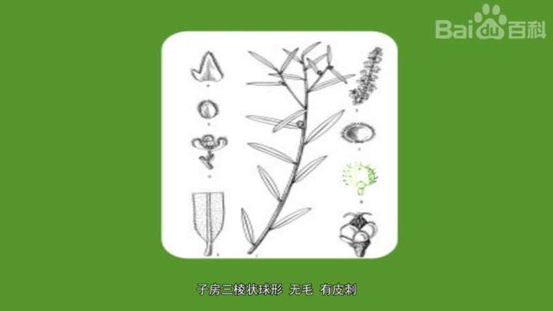 原来地杨桃长这样