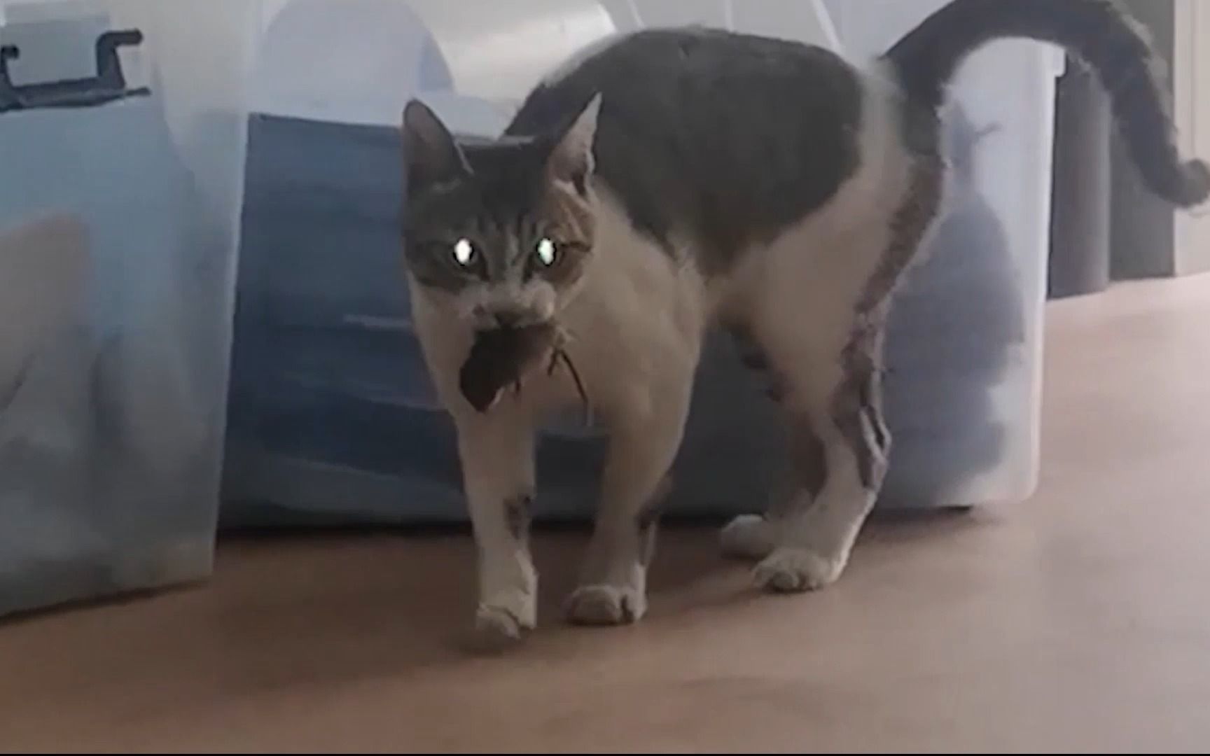 实拍猫抓老鼠!猫:就是玩~