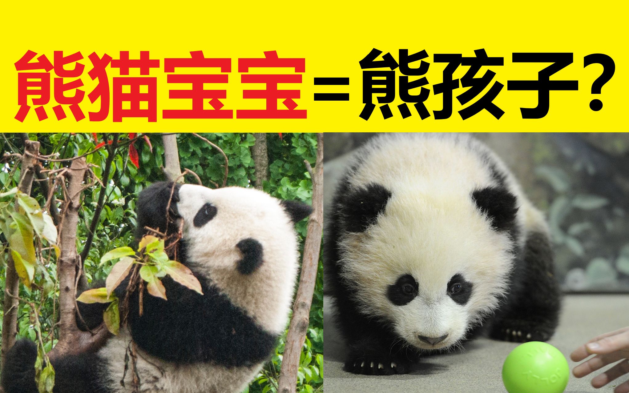 大熊猫宝宝小时候可调皮了,“我想做熊猫保姆”“完美的工作!”中国...