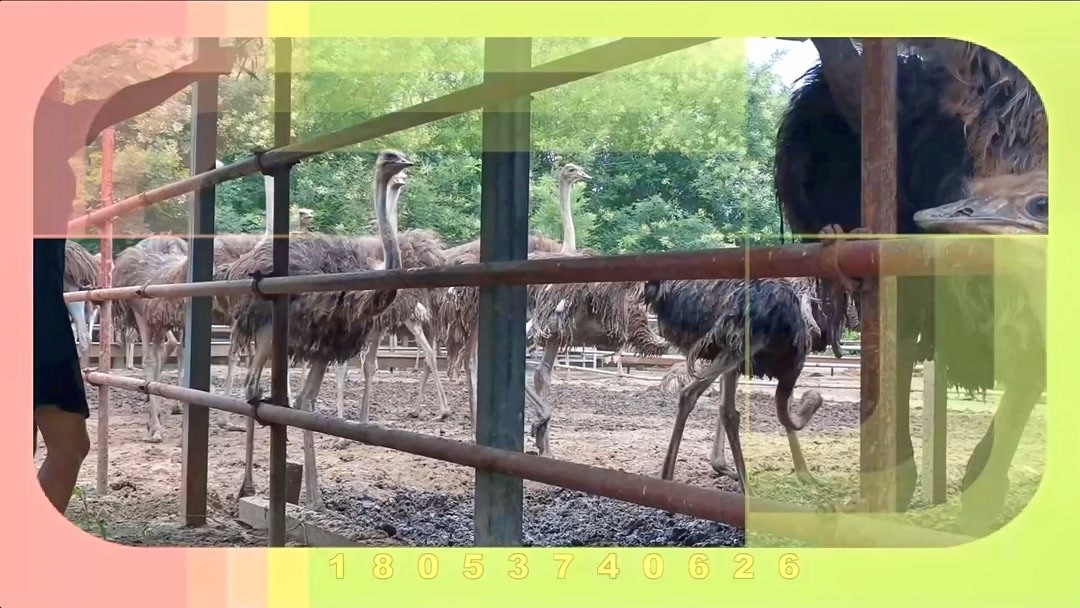 鸵鸟养殖最新技术,鸵鸟养殖成本控制
