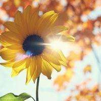 向日葵的-悲伤 