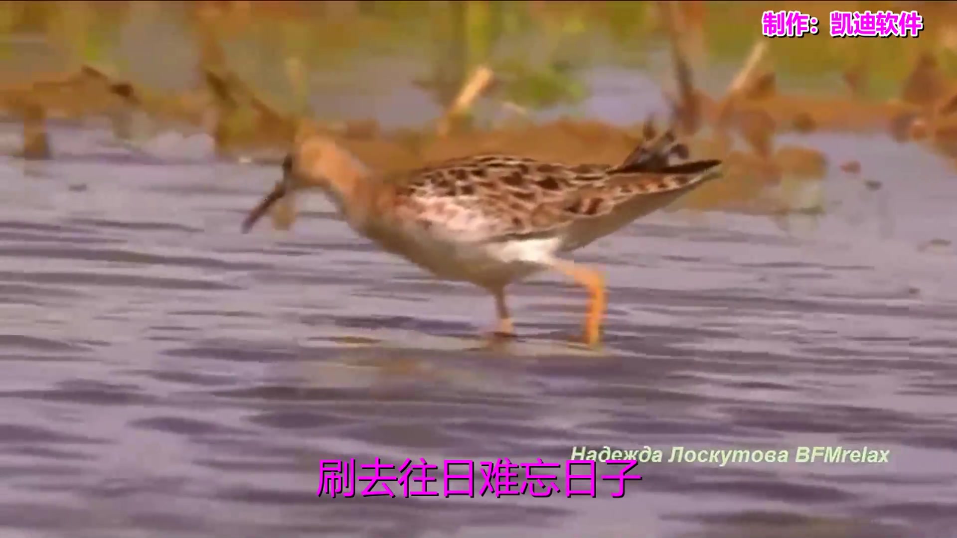 《情感的刺》经典歌曲,如何用全民k歌录的歌制作mv