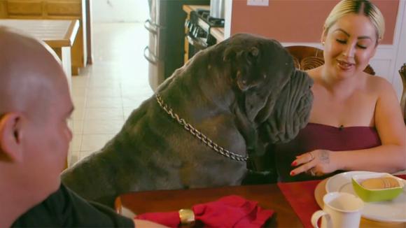 全球最凶猛犬类,曾被国家列入禁养名单,看见它们最好绕道而行!