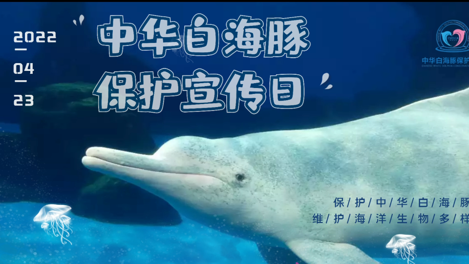 中华白海豚保护宣传日,小小志愿者温暖代言国家一级保护动物