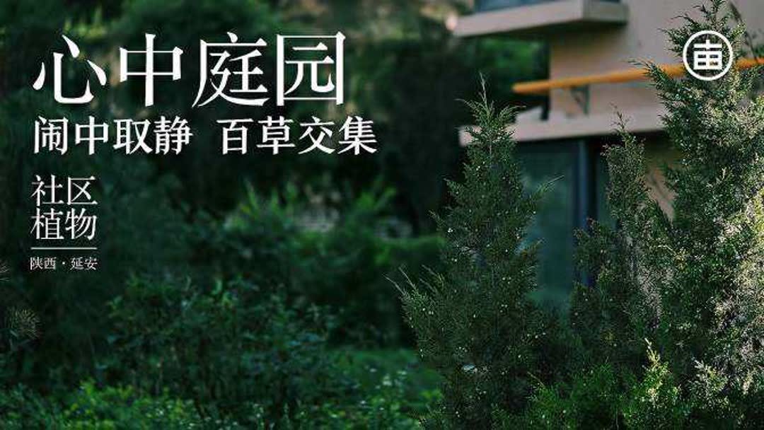 带大家看看我们小区的植物种类,你们小区都种了哪些植物?