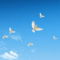 大鱼用户1529674800868348 