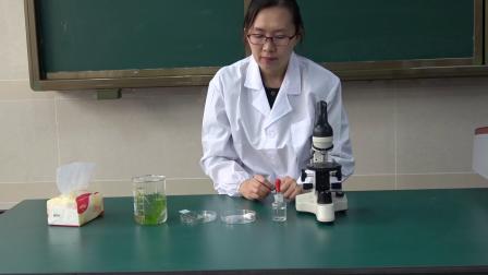 小鱼尾鳍内的血液流动实验微课_孙丽丽