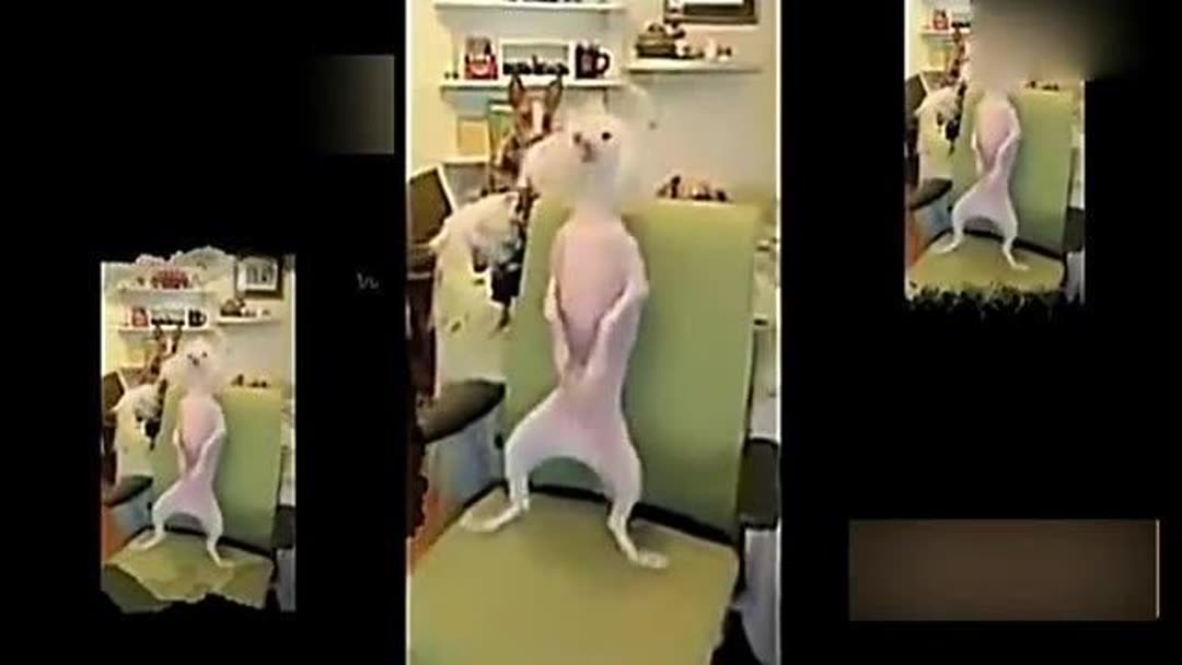 狗狗跳舞搞笑视频 笑死人 恶搞 笑话