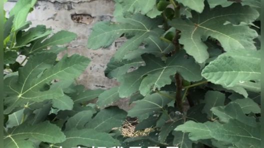 我家的无花果结果了