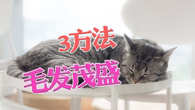 如何让猫咪毛发旺盛?学会这三点,毛绒绒的猫咪更可爱