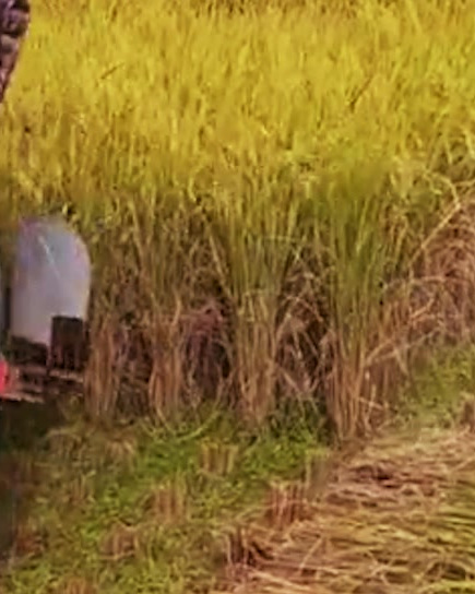 实拍:印度小伙收割水稻的过程,全场高能,厉害啊