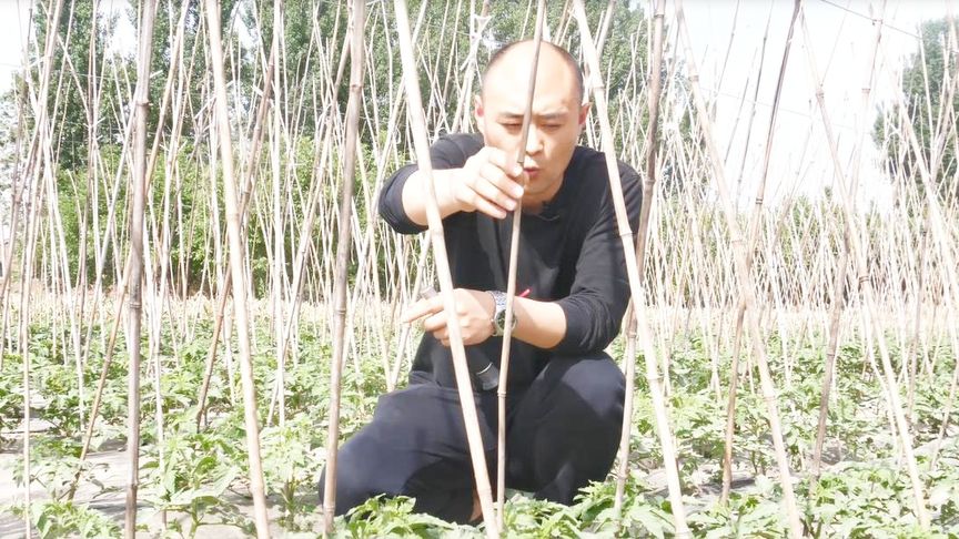 这才是露天番茄高产最好的管理技巧,农民再不明白就晚了