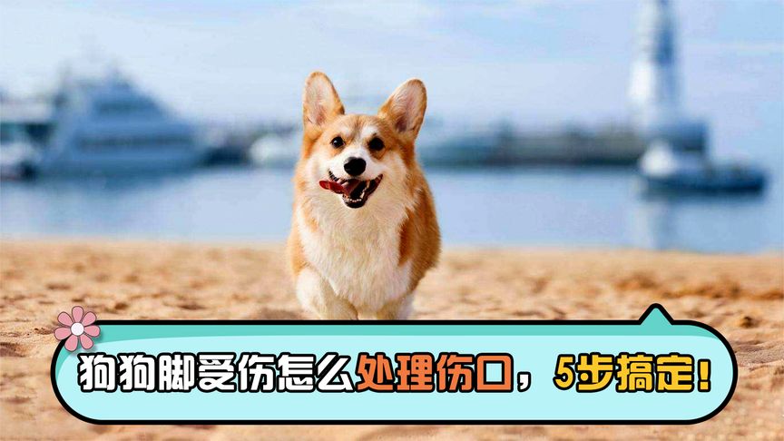 狗狗脚受伤怎么处理伤口,5步搞定