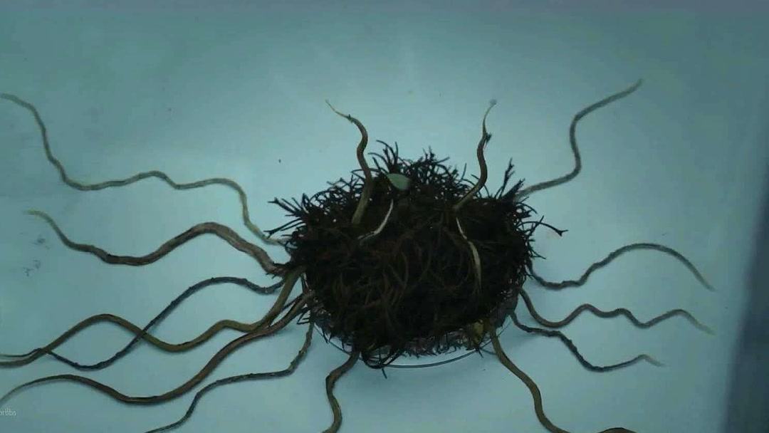 沼泽怪物:不明液体让植物疯狂生长,给小镇带来危机