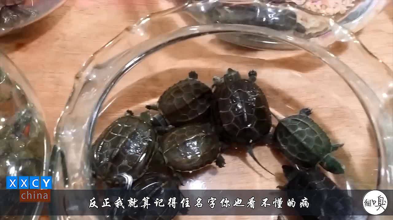 小乌龟生活环境
