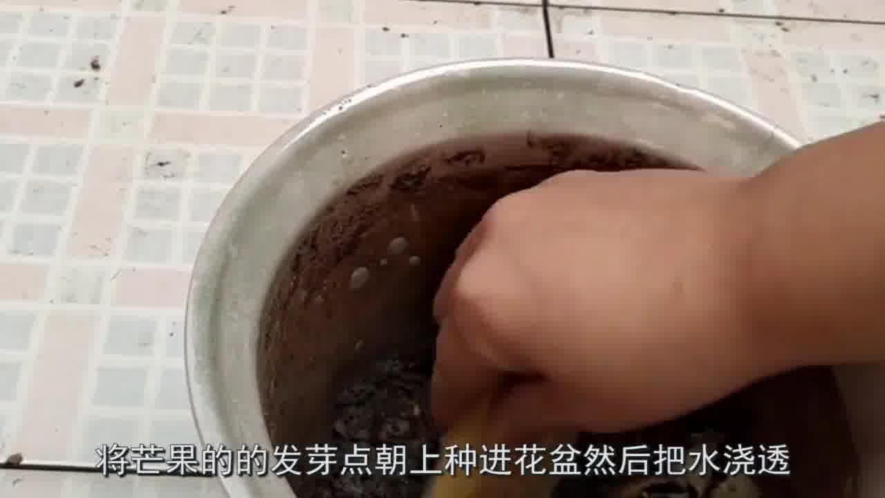 吃完的芒果核不要扔了,把它放在花盆里,可以变成美美的盆栽
