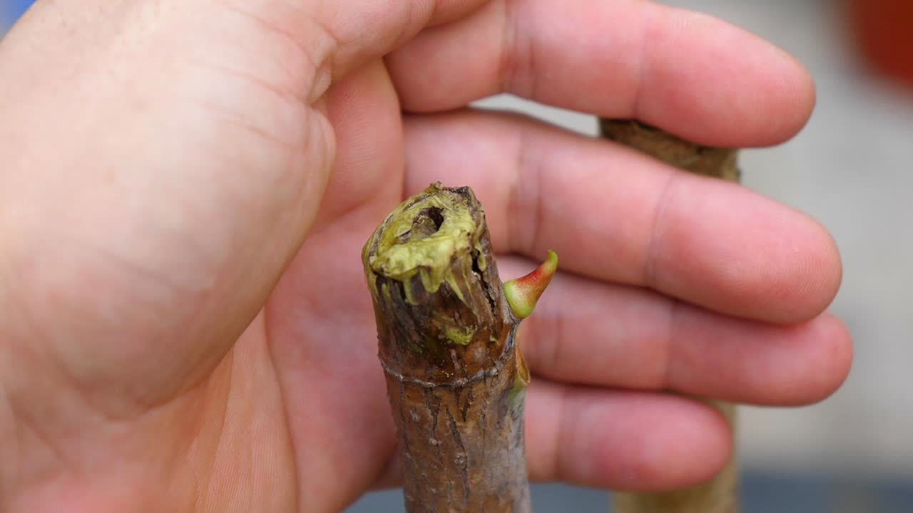 扦插橡皮树二十天就冒芽,这2物功不可没,快速长根!