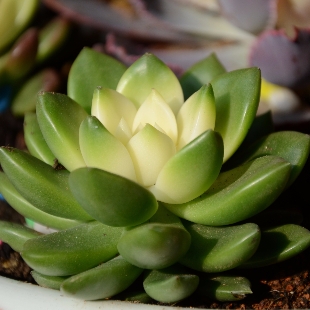 清净菩提读书会 