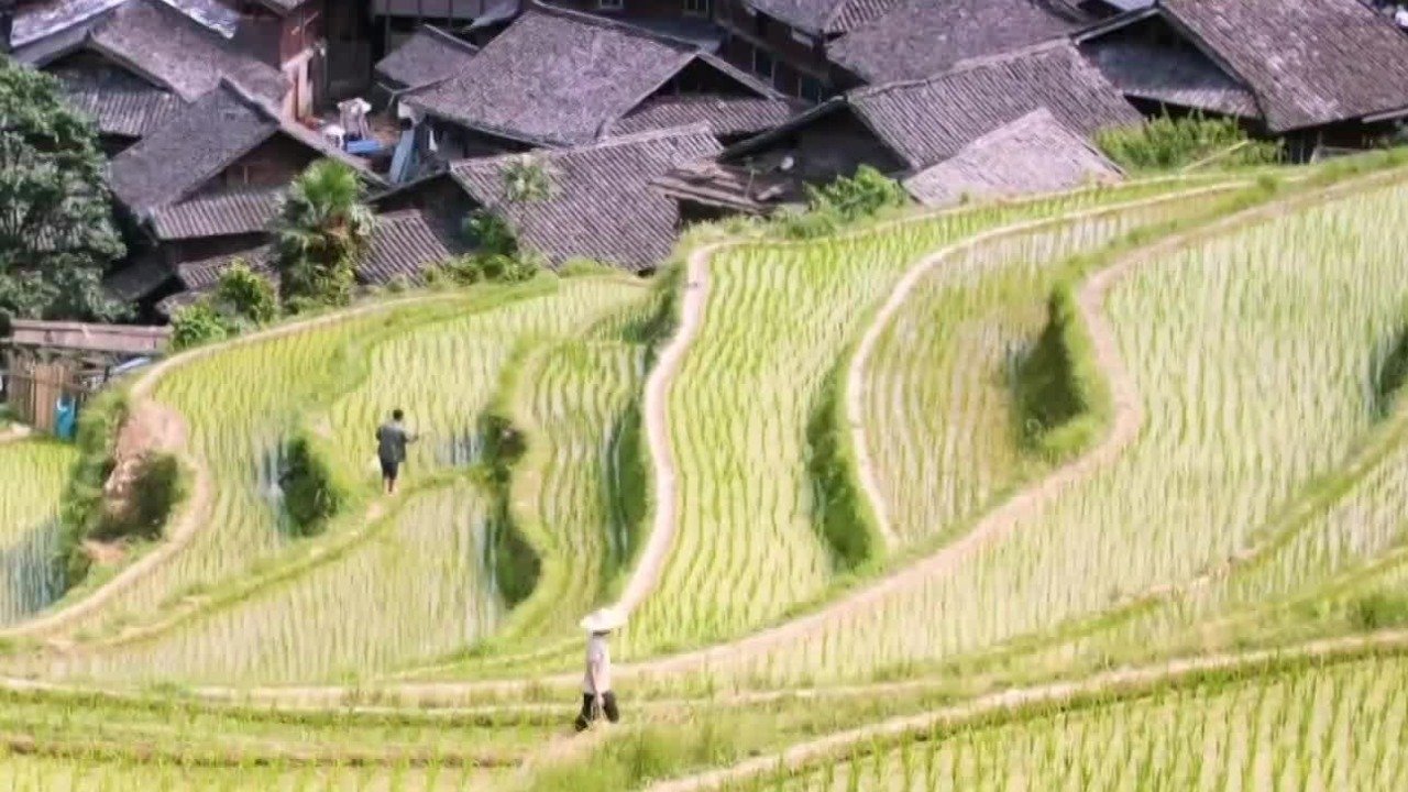 从江县的稻鱼鸭共生系统代代相传,这种系统帮助农民产出高质量作物