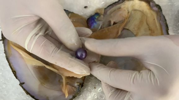 手工制作珍珠戒指,从活蚌取珍珠到制作完成,你学到了吗