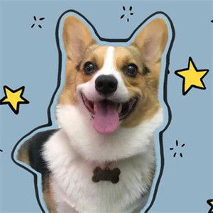 大耳朵柯基图图