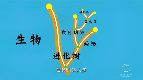 王东岳:什么是进化树与侧枝盲端?听完这节课明白了万物的演化