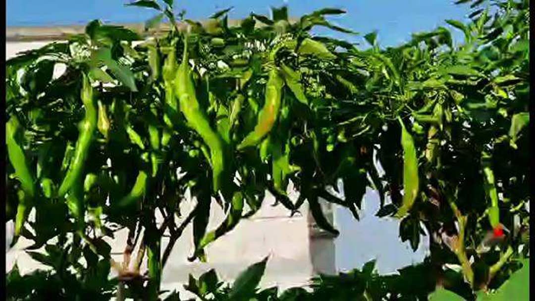 阳台上的辣椒生长到了最后的时间!还有一周就可以收红辣椒了!