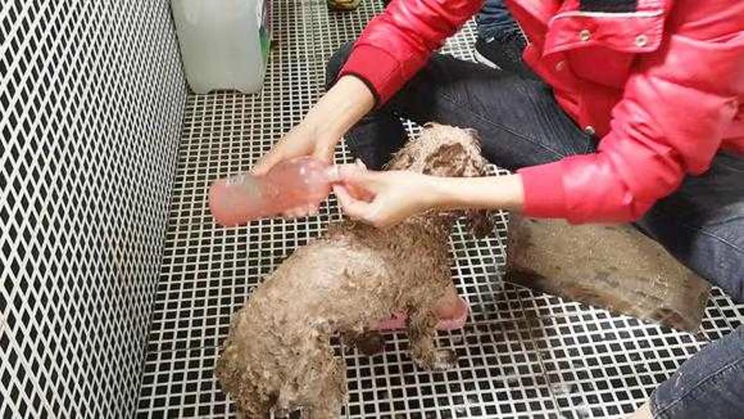 看农村小伙怎么给狗狗洗澡?用这个洗对狗狗才好,看完长姿势了