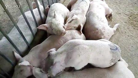 伪狂犬病引起的呼吸道症状