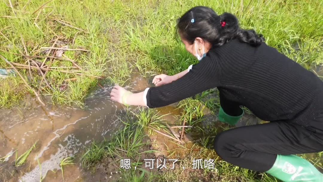 贵州小妹:跟婆婆舅妈去摘艾叶,意外捡到几条好货,说下雨就来捡
