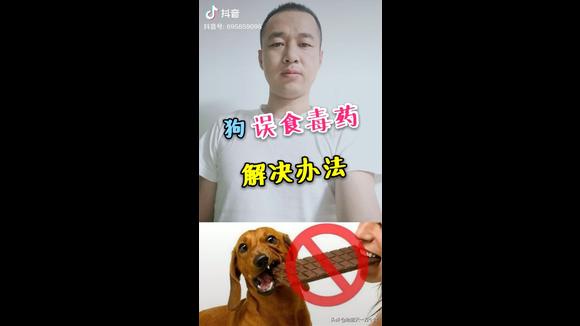 狗狗中毒怎么处理,发给大家学习一下!