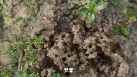 我靠被咬了一下就一块泡好毒这蚂蚁