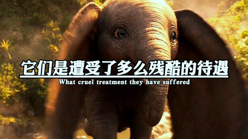 大象在表演前到底遭遇了什么