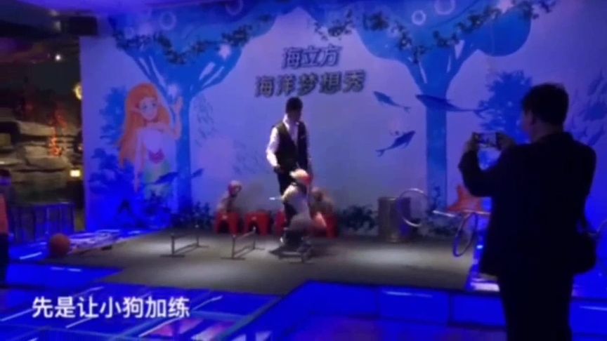 你会去看动物表演吗?#拒绝动物表演