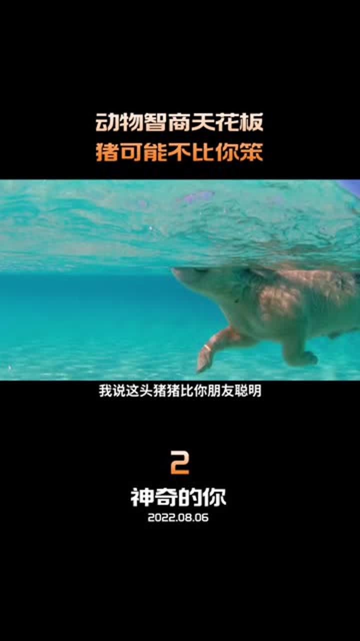 原来猪鼻子真的比狗还灵敏!