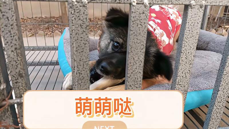 狗狗为引起主人注意各种撒欢表演,太逗了!